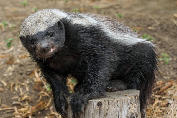 How To Trade Like A Honey Badger - Smart Money Brief